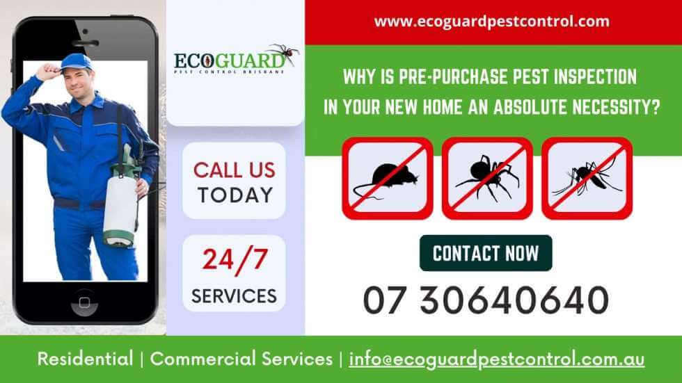 Why Is Pre-Purchase Pest Inspection In Your New Home An Absolute ...