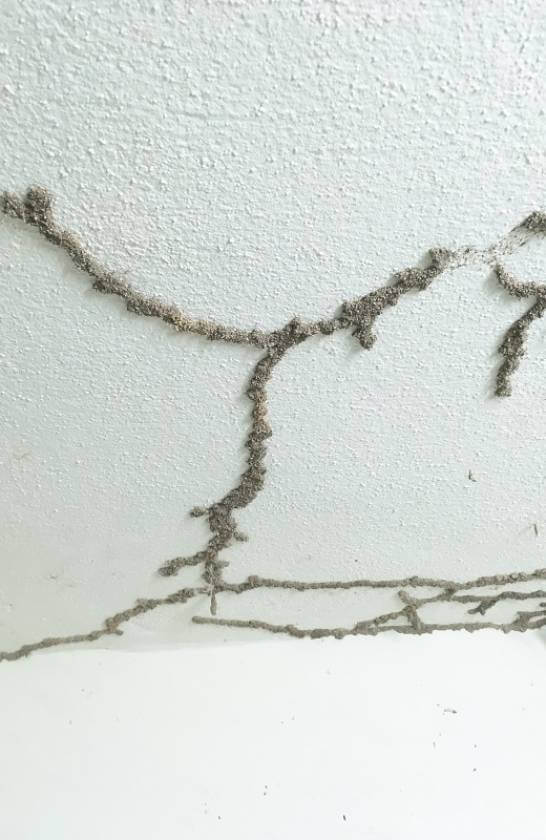 Termite Inspection Brisbane | Termite Extermination