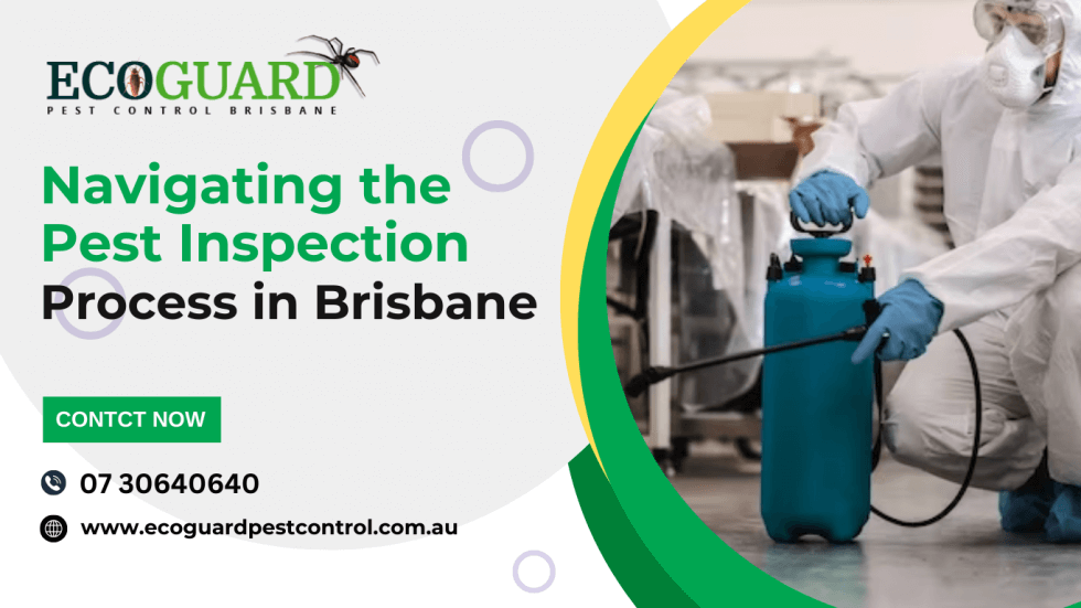 Navigating the Pest Inspection Process in Brisbane - Ecoguard