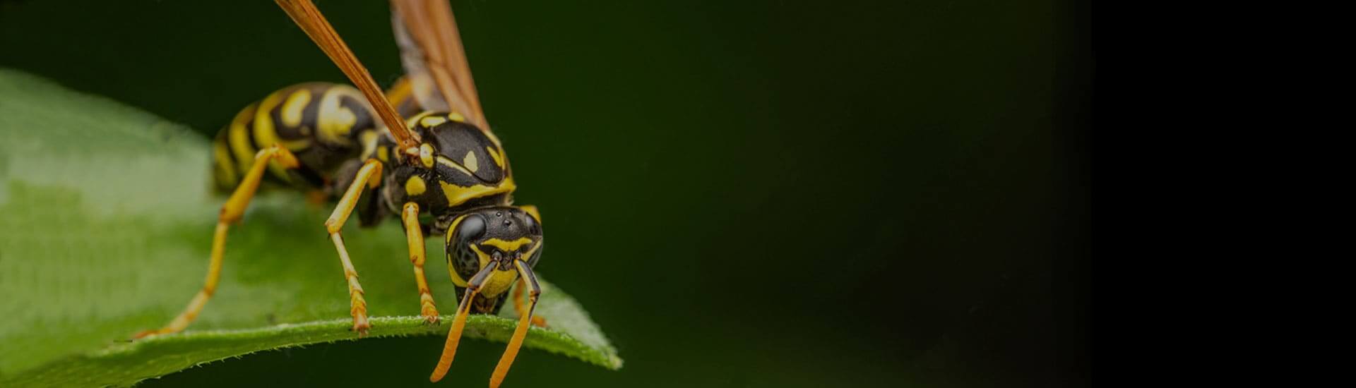 Residential Pest Control Brisbane | Residential Pest Control Services ...