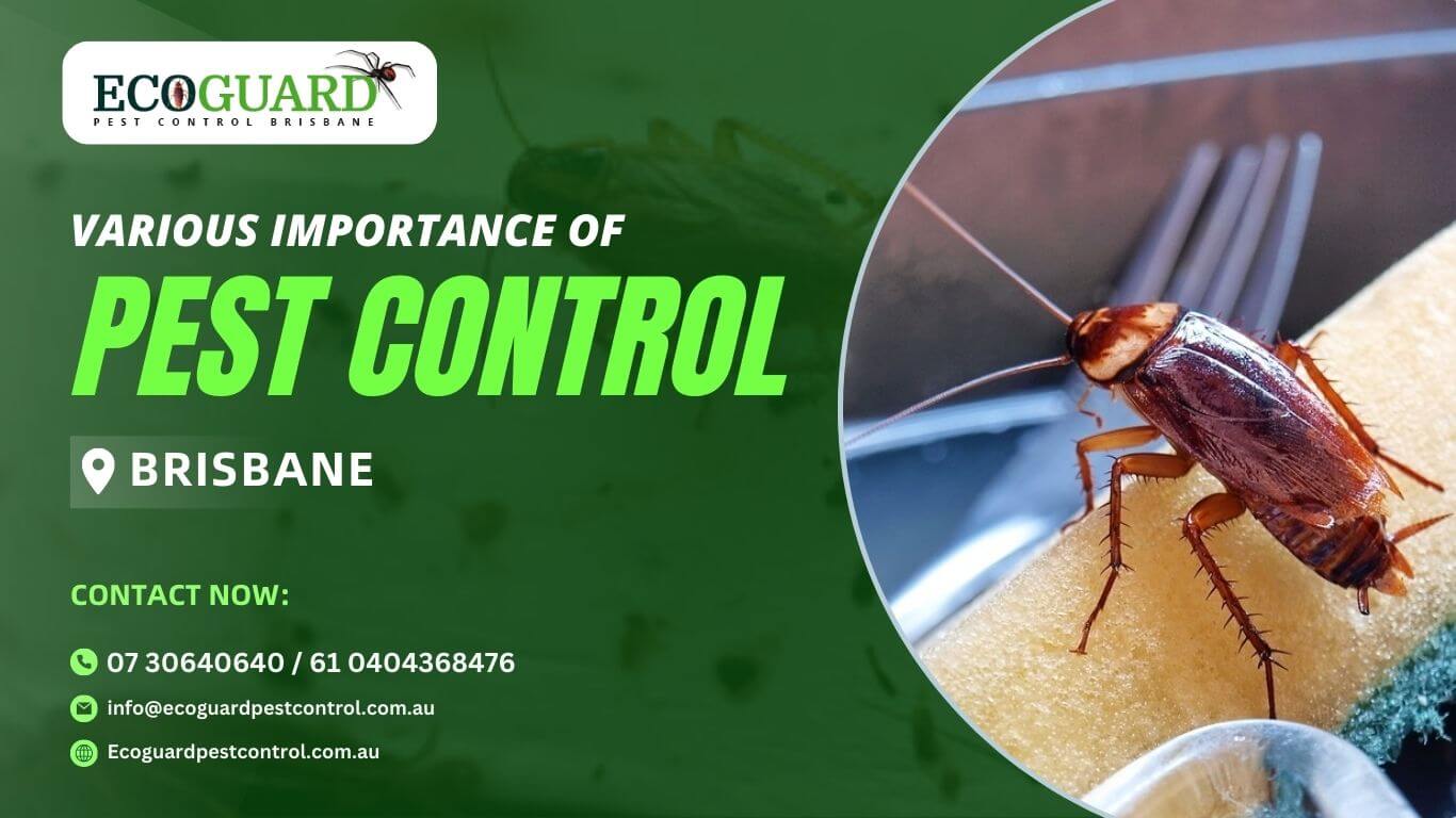 Ecoguard Pest Control | 24/7 Pest Control Services Near You