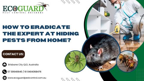 How to Eradicate the Expert at Hiding Pests from Home?