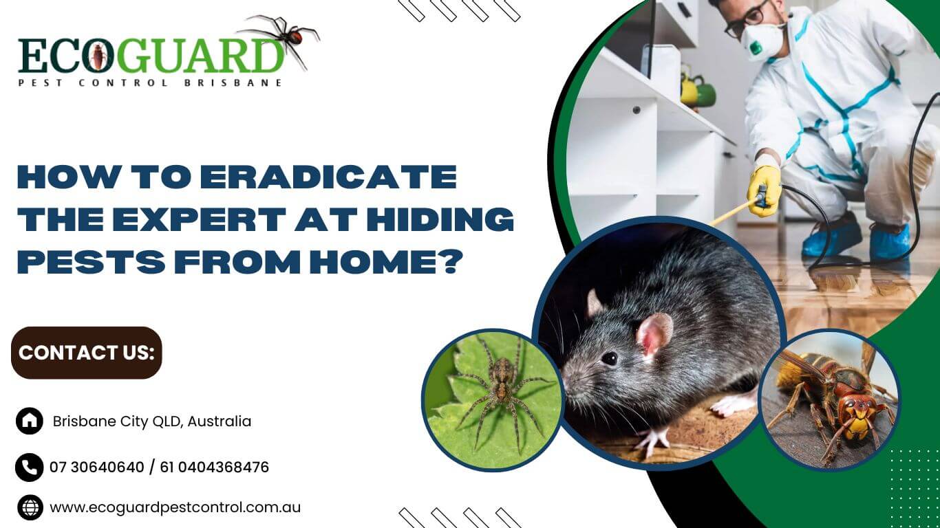Ecoguard Pest Control | 24/7 Pest Control Services Near You