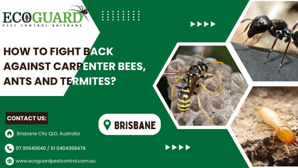 How to Fight Back against Carpenter Bees, Ants and Termites?