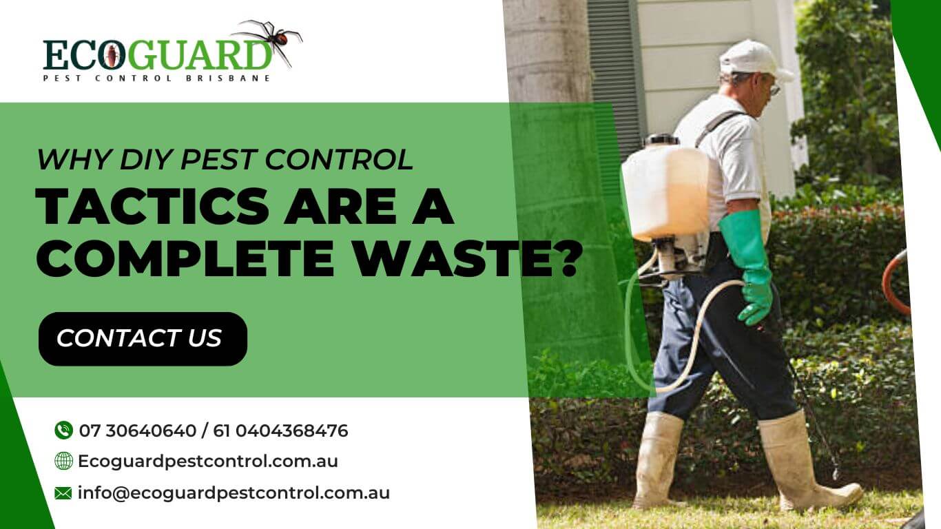 Ecoguard Pest Control | 24/7 Pest Control Services Near You