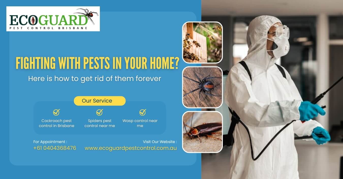 Ecoguard Pest Control | 24/7 Pest Control Services Near You